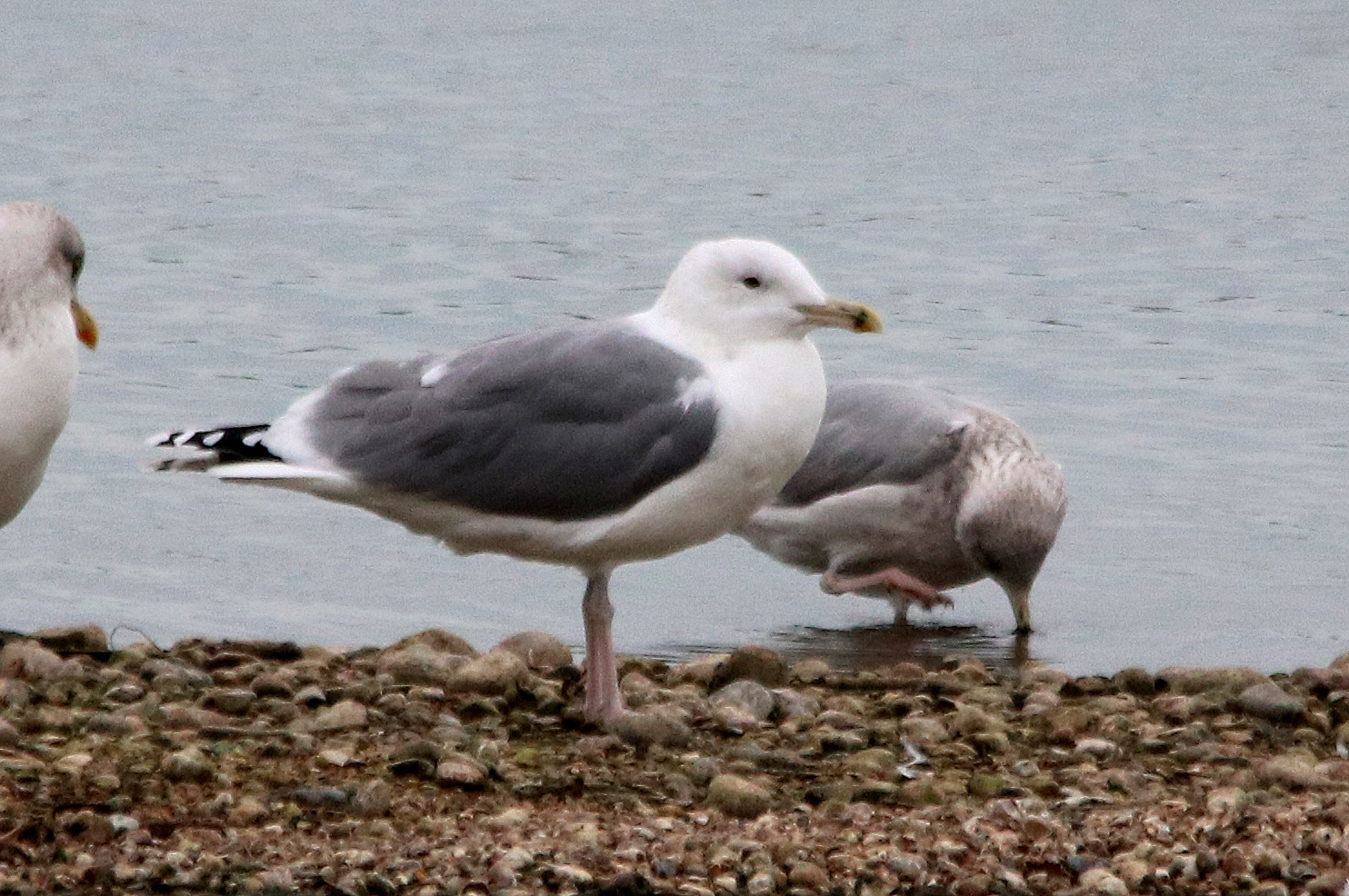 Dungeness Bird Observatory : 5th Dec