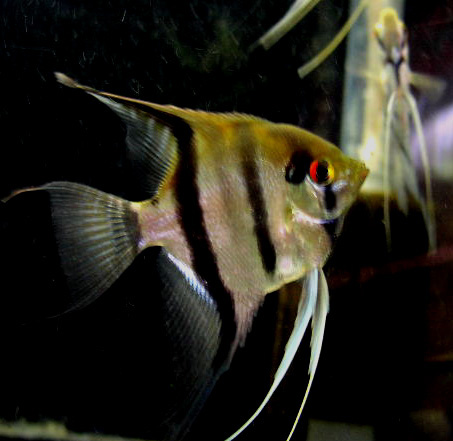 Le Scalaire (Pterophyllum scalare)