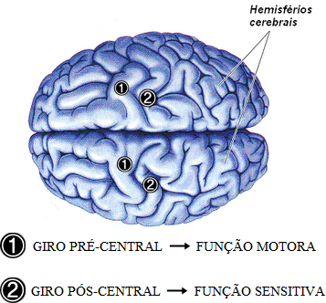 Neuropostagens - Uma abordagem neurocientífica: As curiosas ...