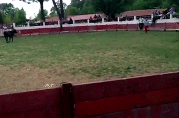 daily timewaster: Taking a shortcut through the bull ring may have been ...