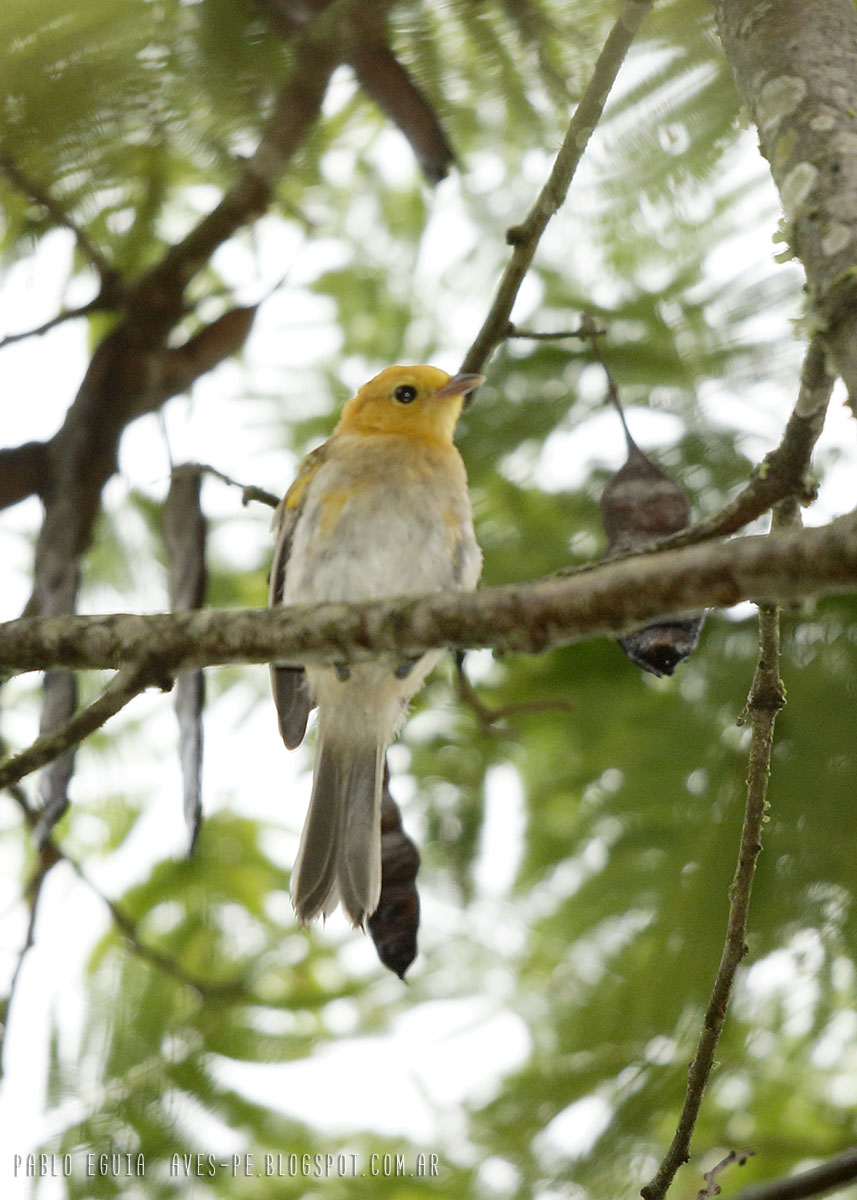 mis fotos de aves: Thlypopsis sordida Tangará Gris Orange-headed Tanager
