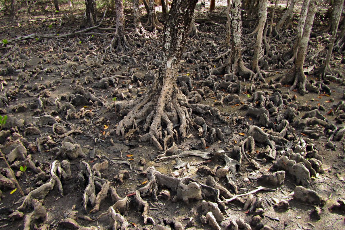 Queensland Coast: Australia's Spurred Mangroves (Ceriops sp.)