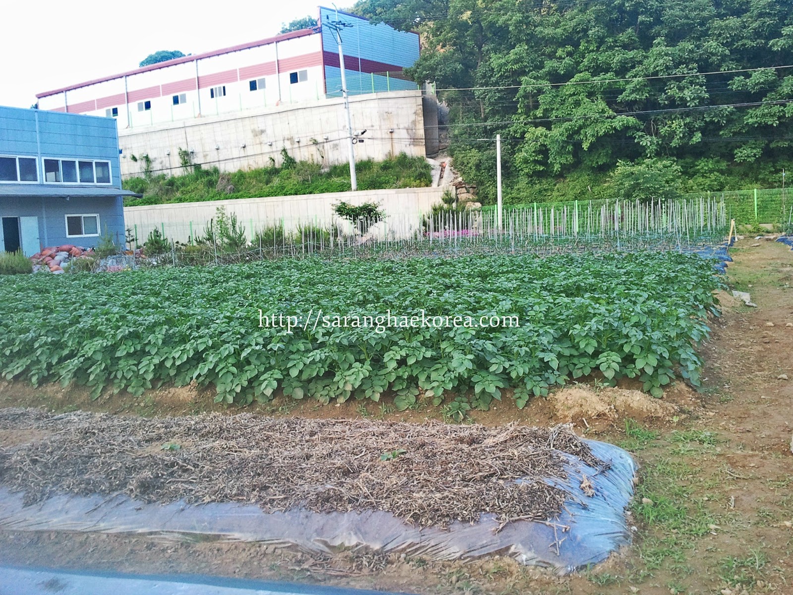 3 Farming Ideas in Korea That We Should Imitate