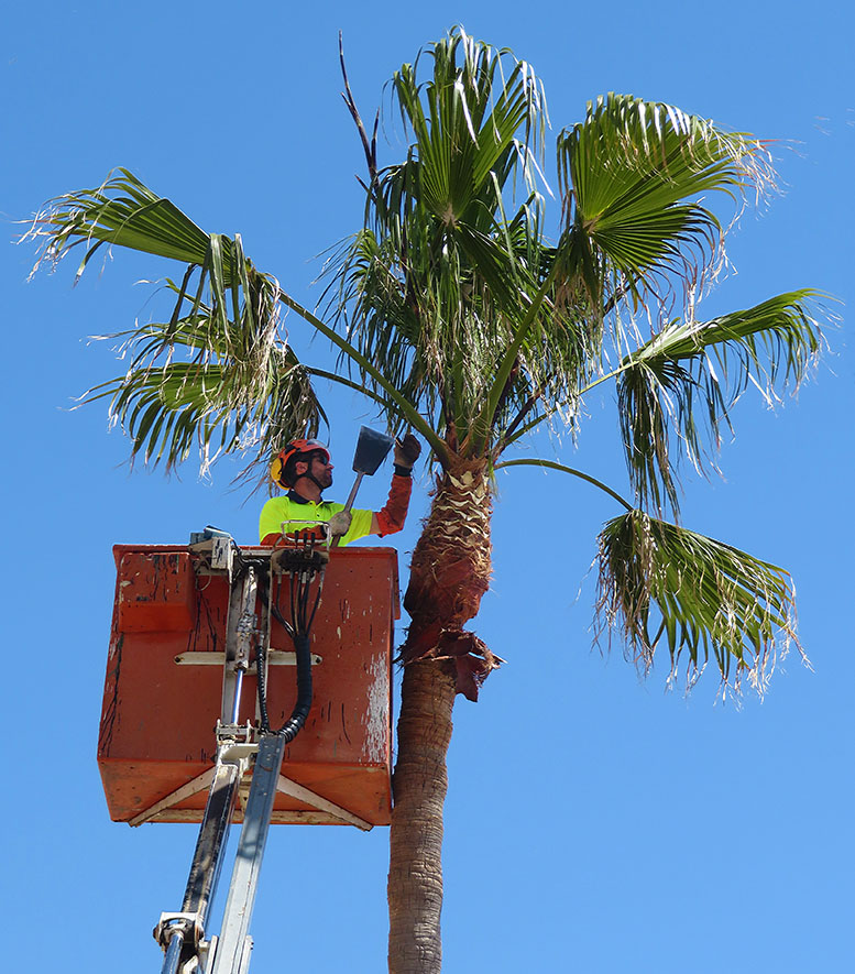 Mitchell is Moving: Prune Palms / Poda De Palmeras
