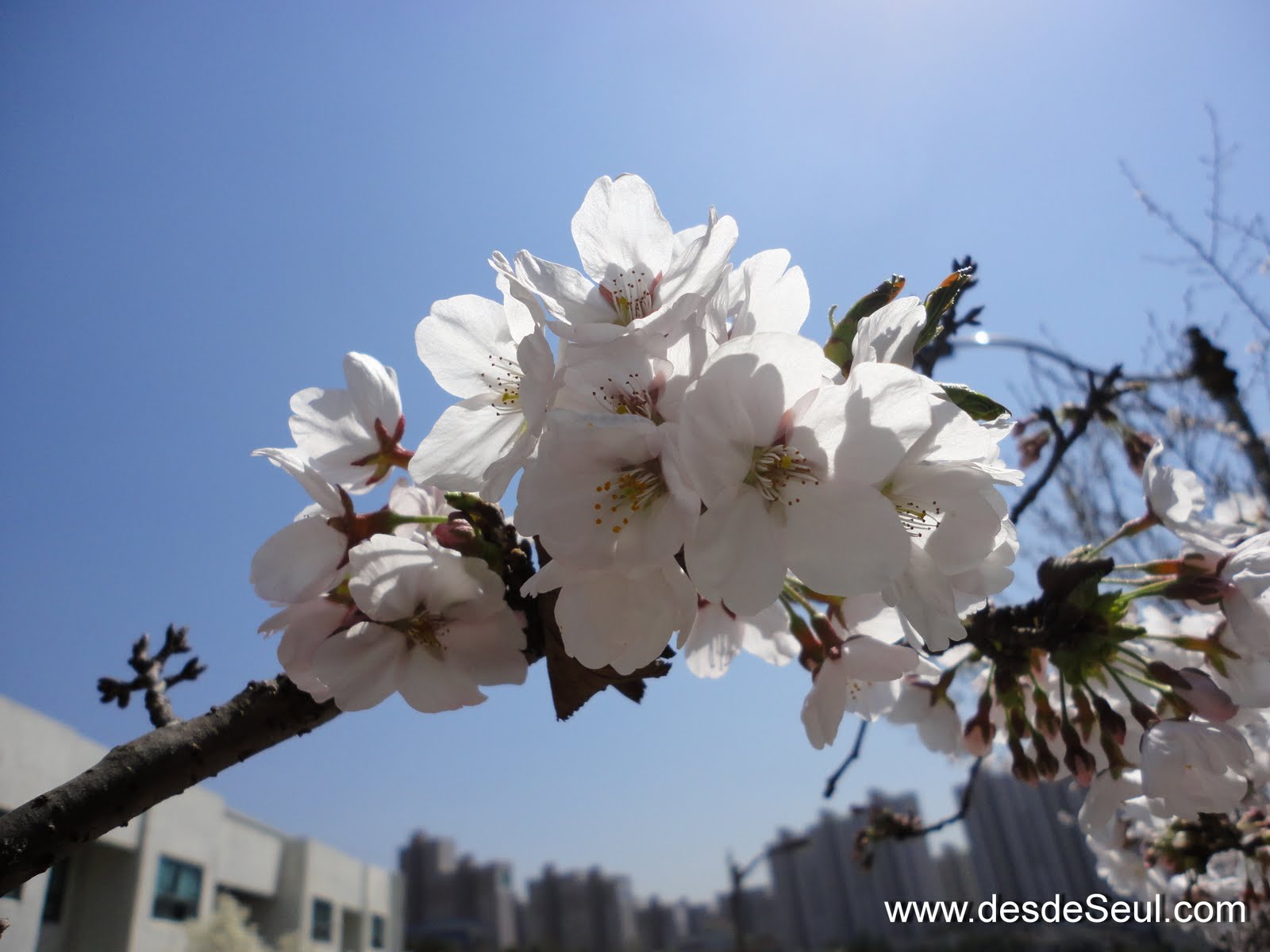 Historias y noticias interesantes desde Corea: Fotos de las flores de ...
