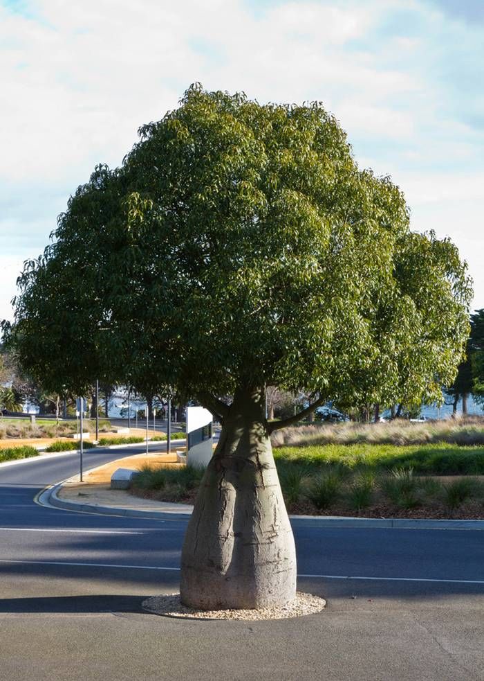 Aspundir: Amazing Bottle Tree Brachychiton Rupestris of AUSTRALIA