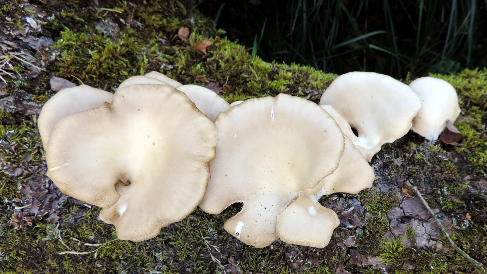 The Glebe Blog: 09/2014