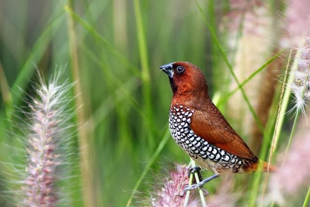 Scaly Breasted Munia - Pets