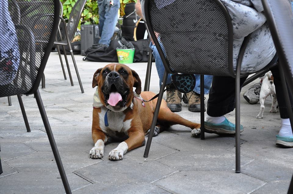 Second Chance Boxer Rescue Florida: Weekend Wrap-Up