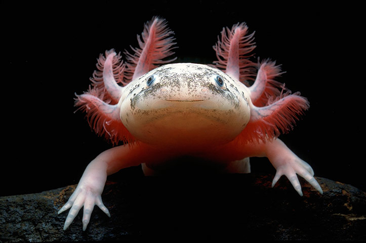 Cute!: Mexican axolotl!