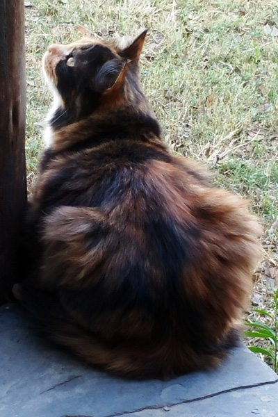 One Day in the Life of Jerome: Cat got your Tongue?