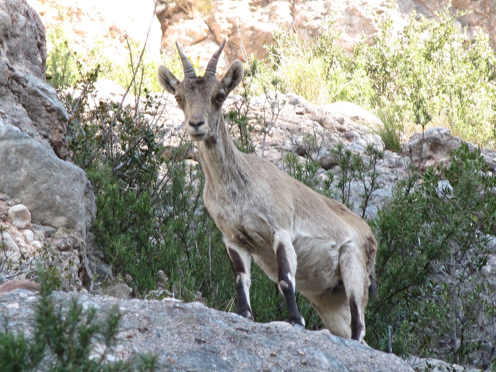 LA MONTAÑA DE MACGIVER: CABRA MONTESA O "CAPRA PYRENAICA HISPÁNICA"