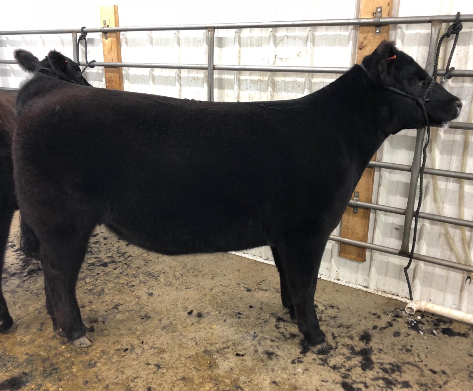 MITTAG Blog: Nebraska Cattlemen's Classic