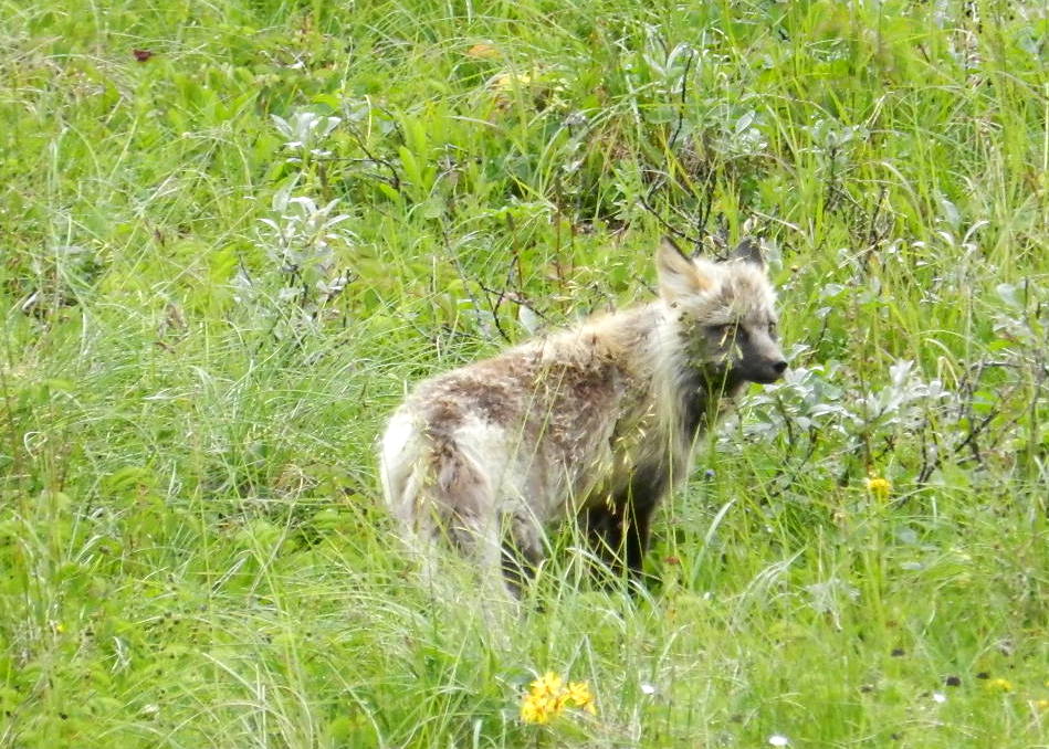 Nature in a Nutshell: Red Fox Color Variation