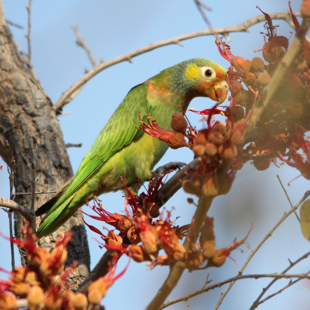 Pete's Flap Birding Aus: The one about the Varied lorikeet and the ...