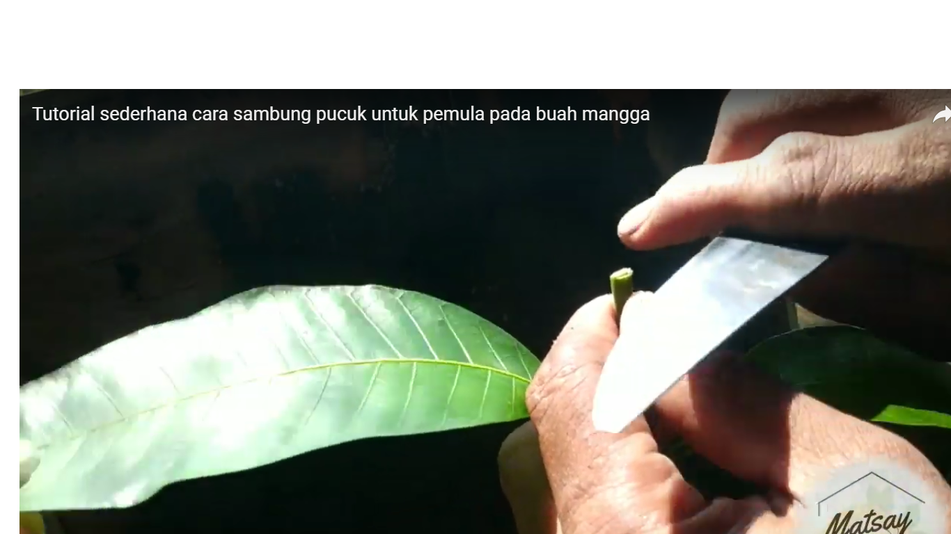 Cara sambung pucuk mangga dengan mudah