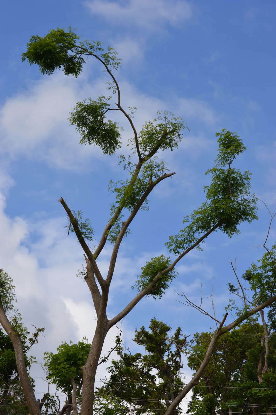A Beautiful Life: Land of Dr Seuss Trees
