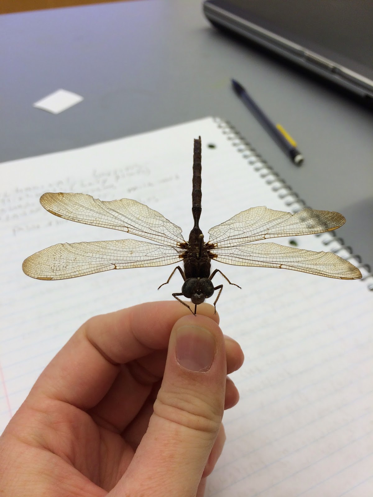 Insect Ecology at JMU: Insect Pinning and Preservation