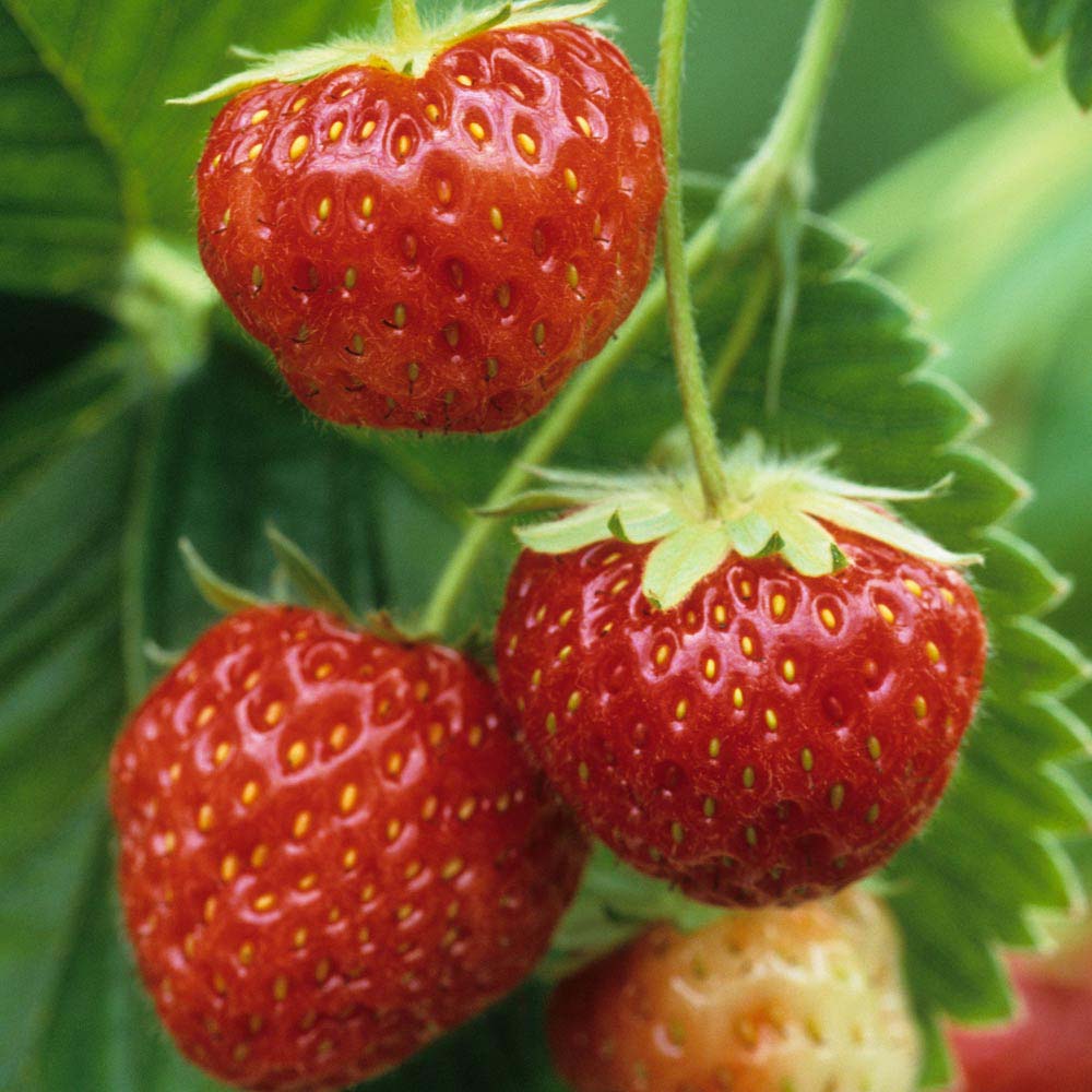 ARTE Y JARDINERÍA : FRESÓN (fresa de jardín). Fragaria x ananassa