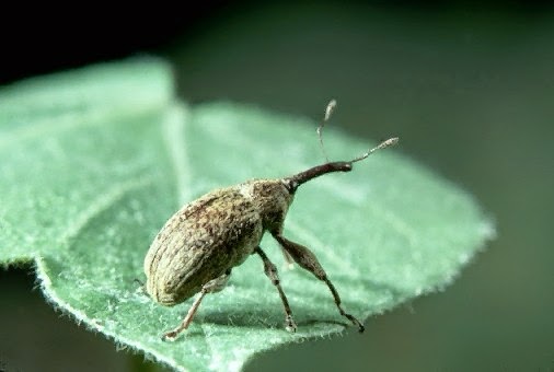 One species a day: Boll weevil