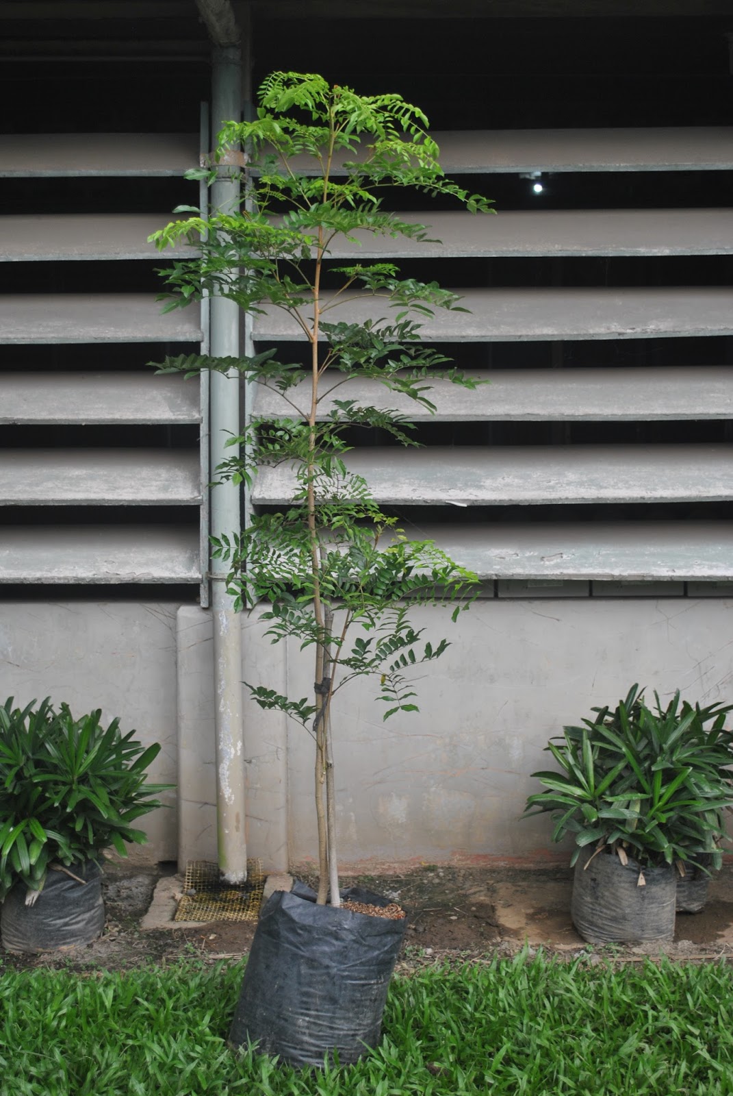 molave tree - philippin news collections