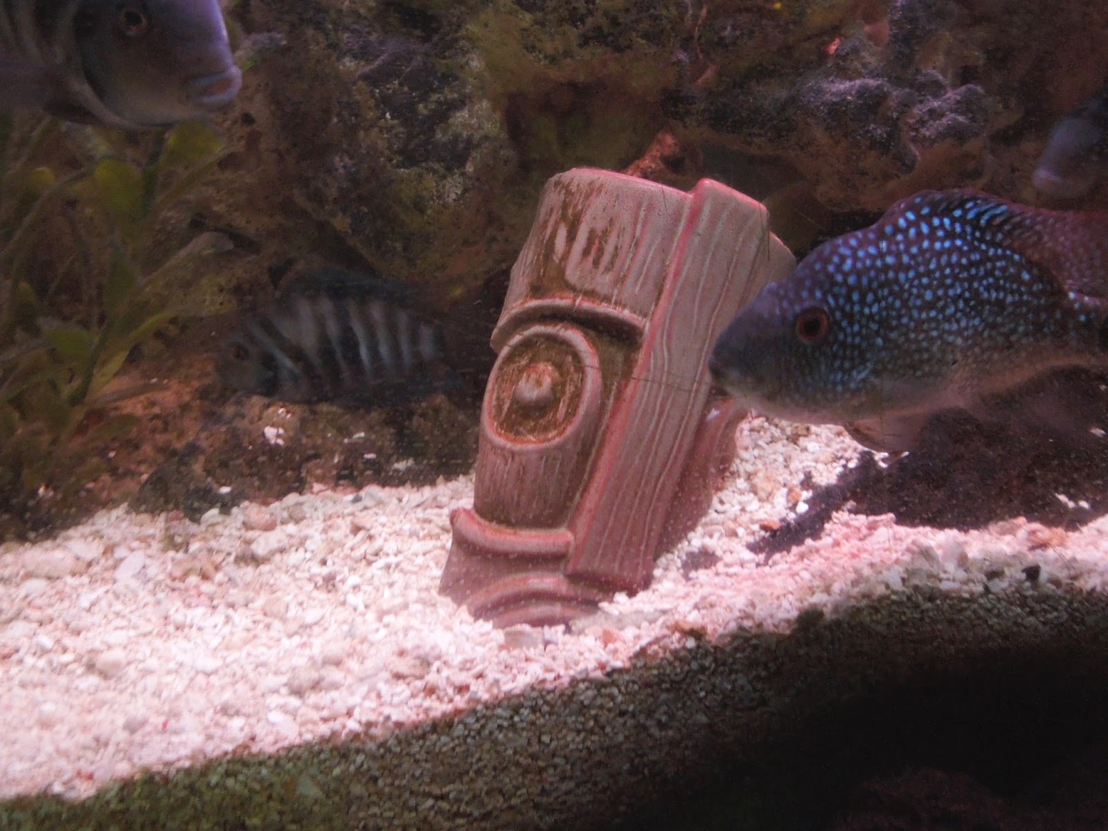 Vintage Advantage: Tiki Tuesday: The Kon Tiki, Tucson, Arizona