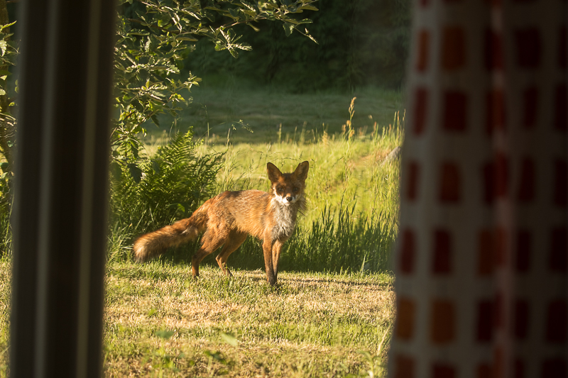 Kristinas bilder: Skabbräv?