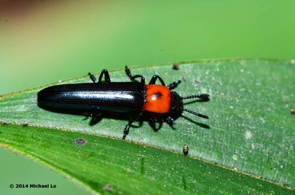 The rainforests of Borneo & Southeast Asia: Bugs & some flora from ...
