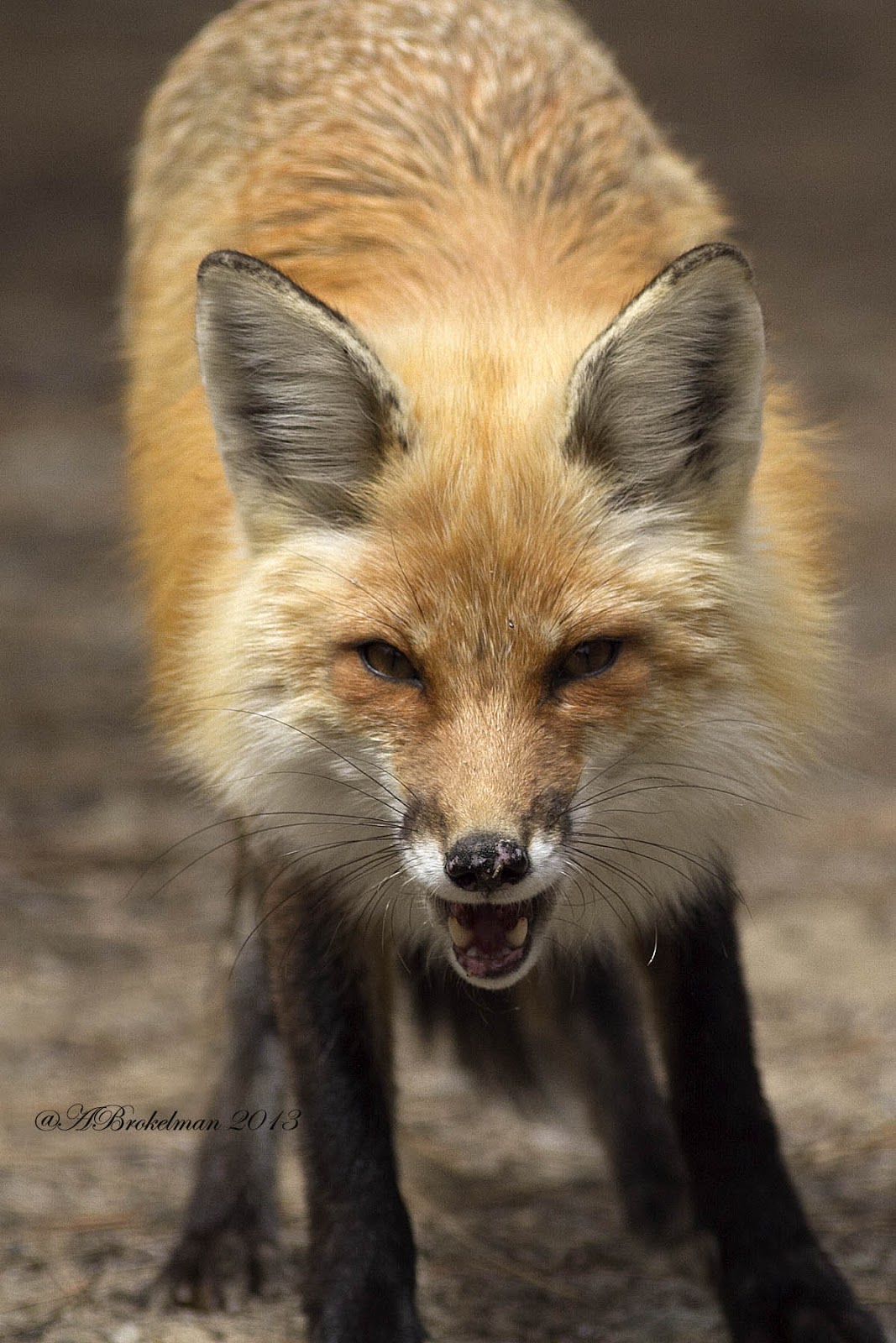 Ann Brokelman Photography: Red Fox - male May 2013