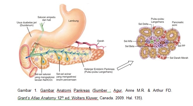 Histologi Pankreas