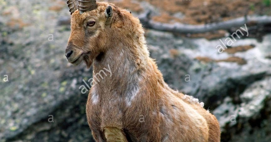 Sistema Agroforestal o Ecológico en caprinos
