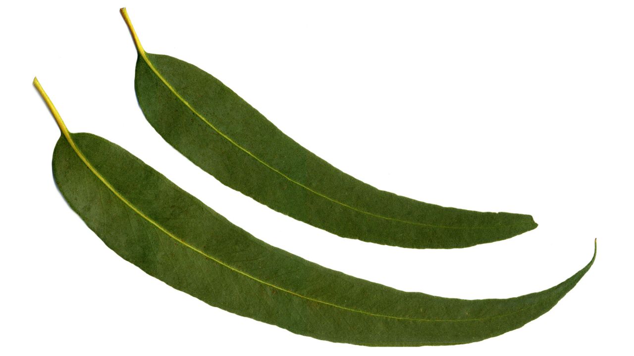 Hoja Falcada (falcata) - Botánica integra