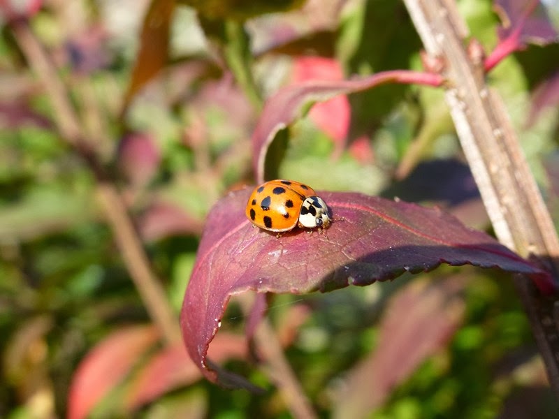 Homestead Hill Farm: Sunday Walkabout 11-3