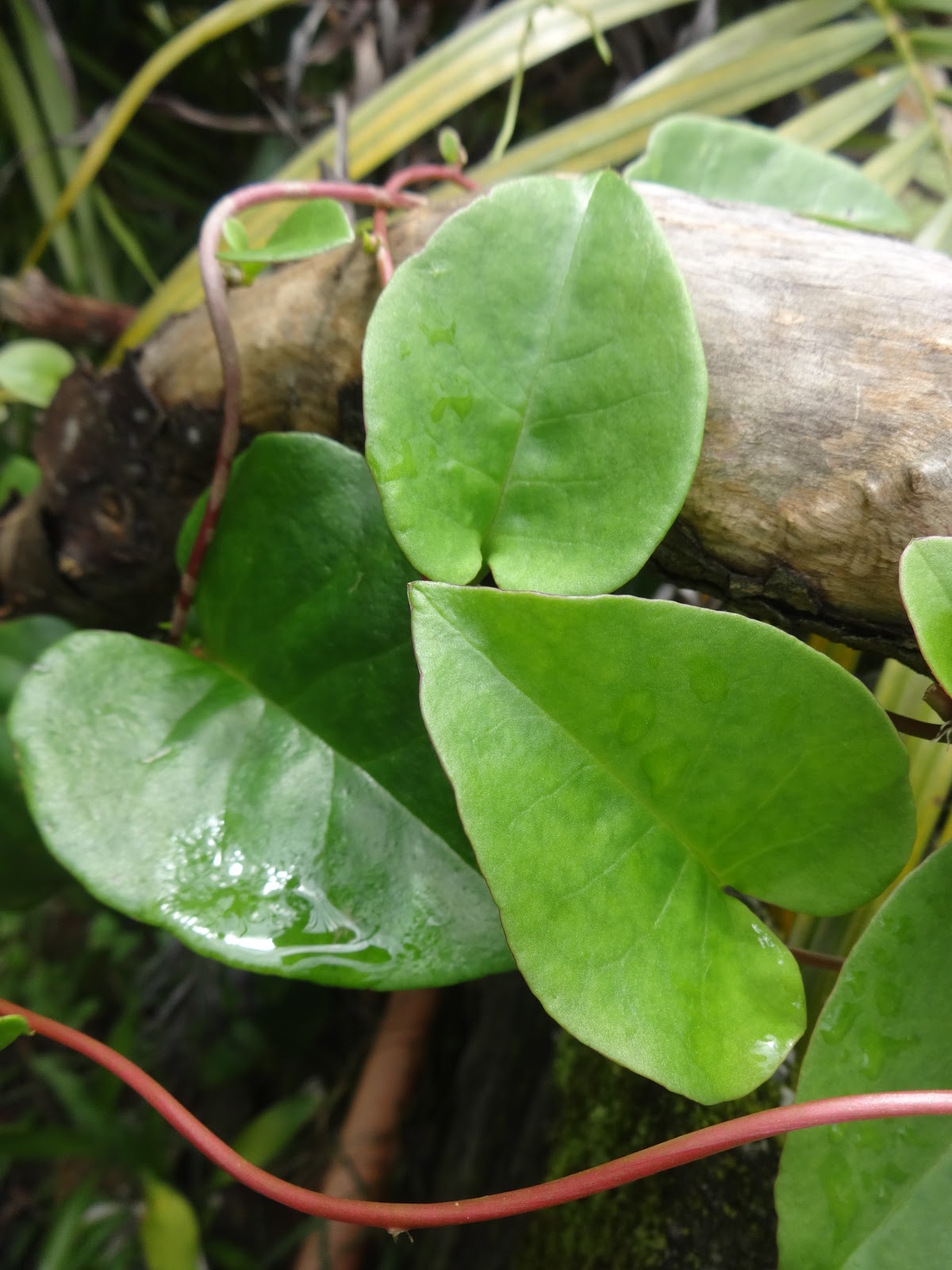 Herbs from Distant Lands: Anredera cordifolia - Madeira Vine, Binahong ...