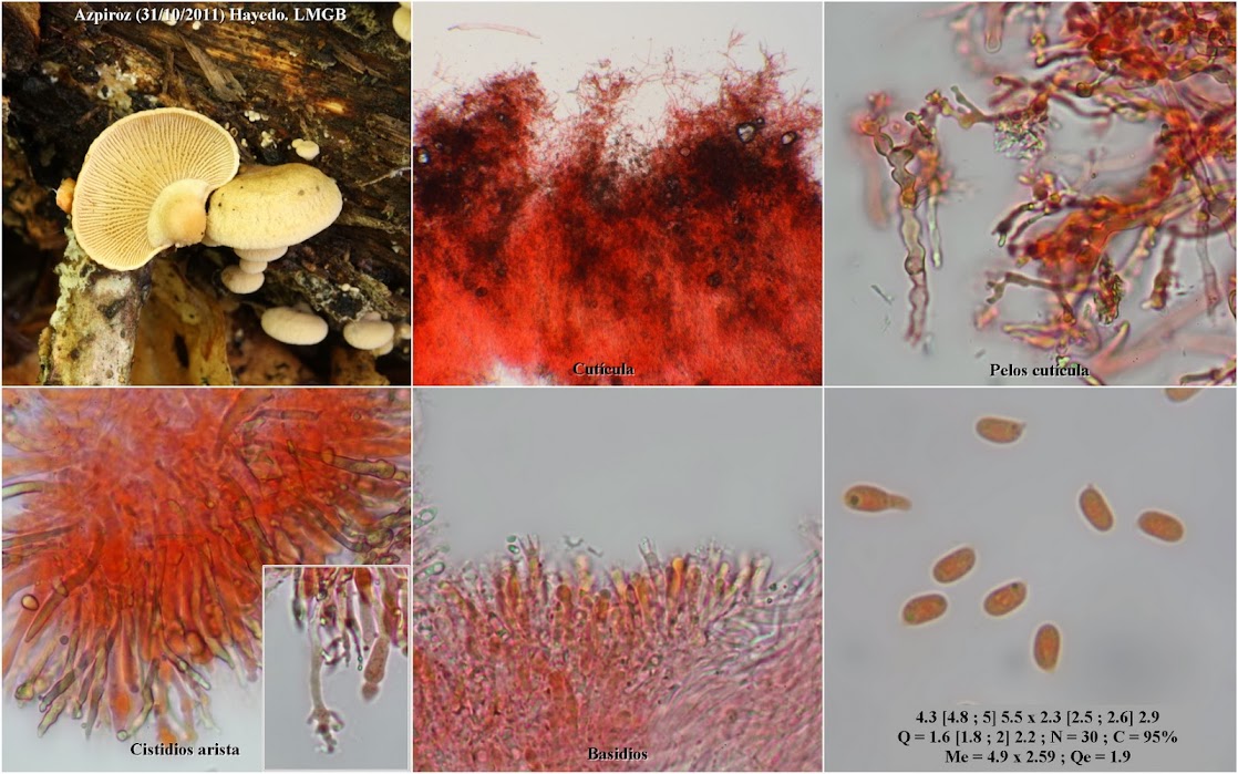 Microscopía de hongos. Vol 4. O - R: Panellus stipticus