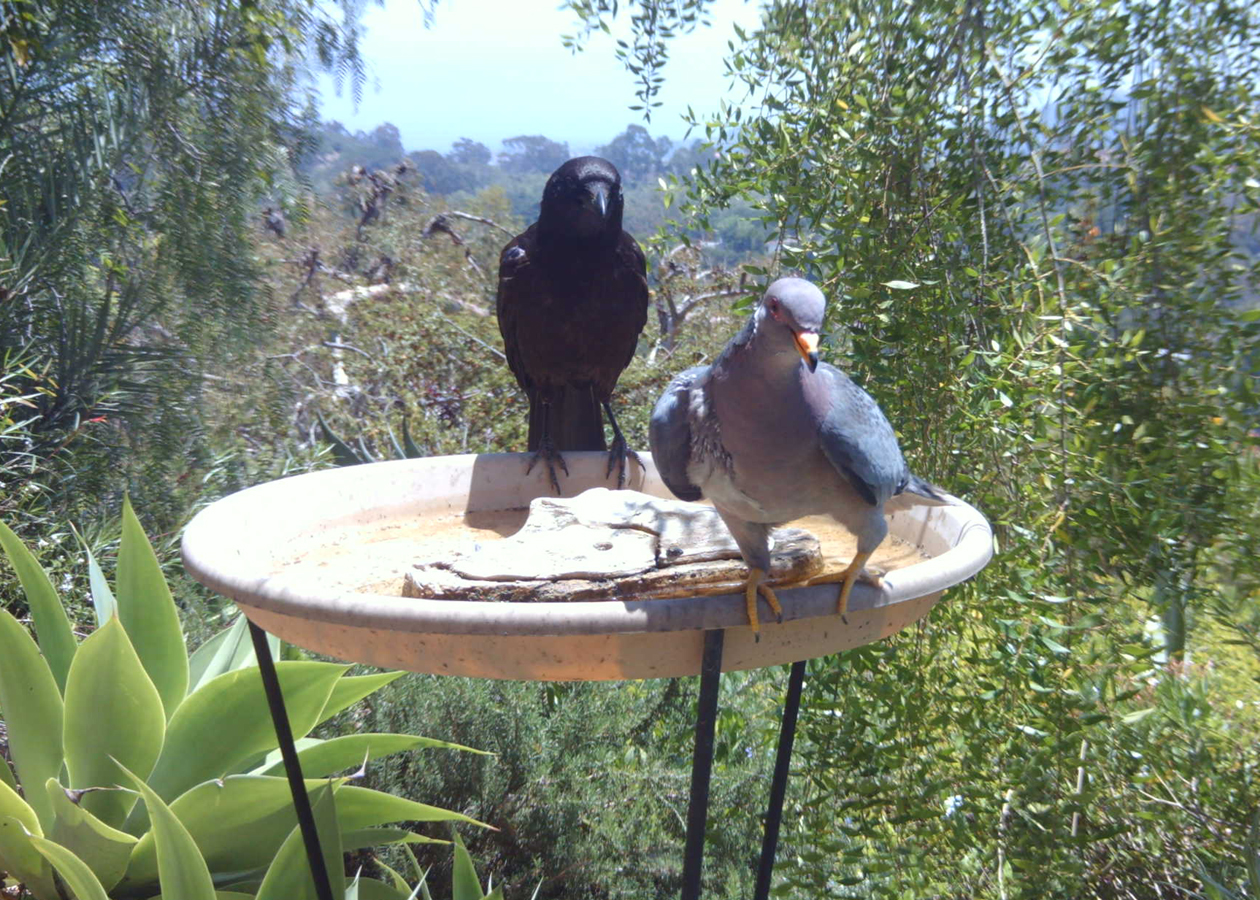 BirdCam on Cheltenham: Crows love the new Birdbath