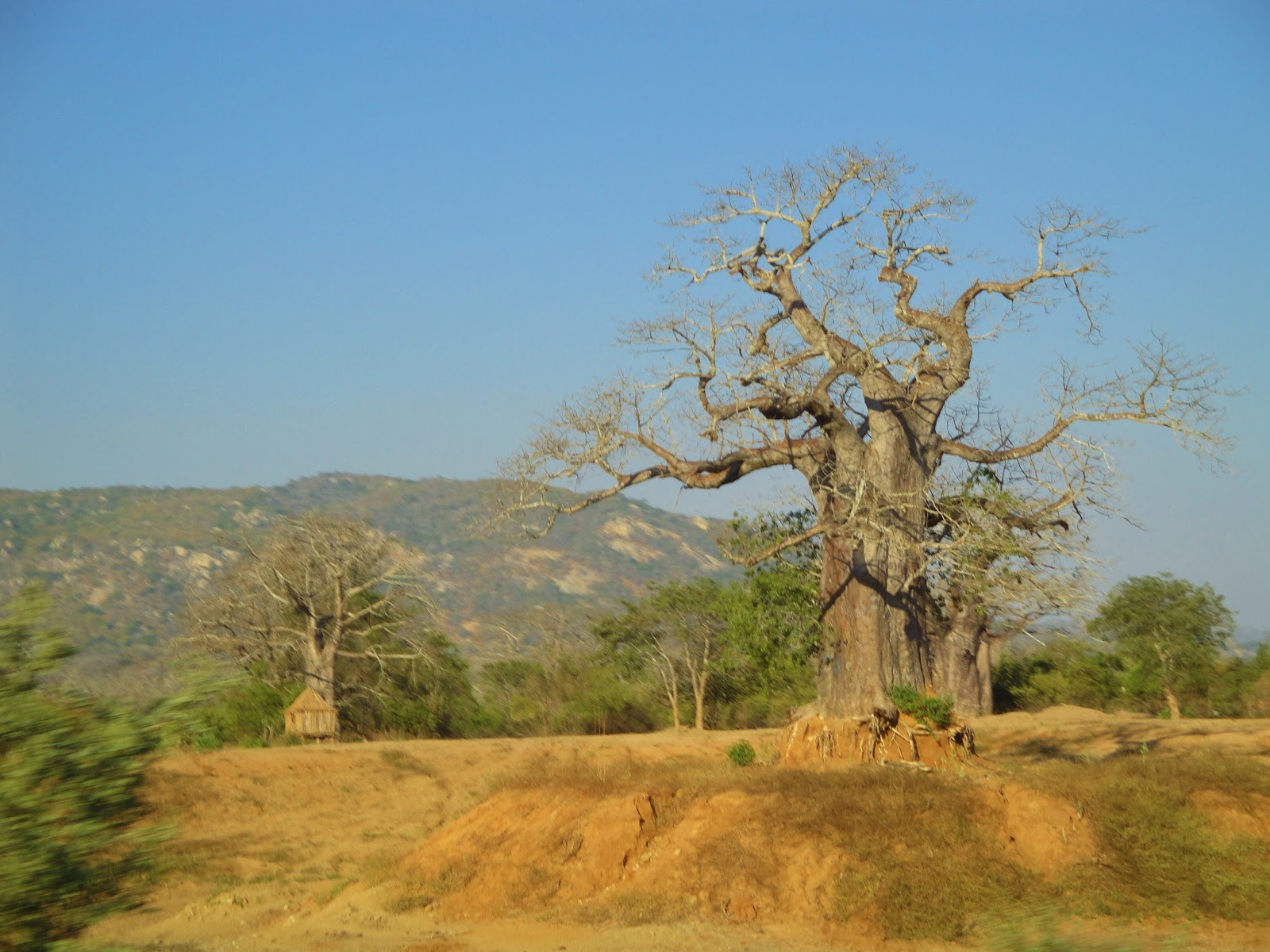 Lobito - Benguela - Angola: ==> *** Município do Chongoroi - Terra dos ...