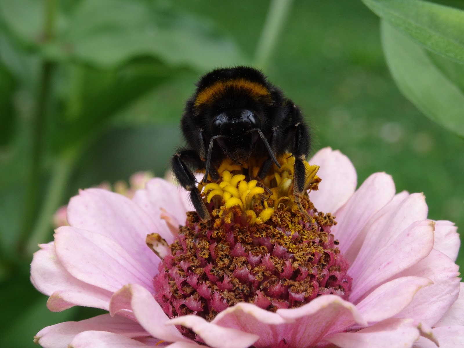 Fotografia przyrody.: Trzmiel ziemny (Bombus terrestris).