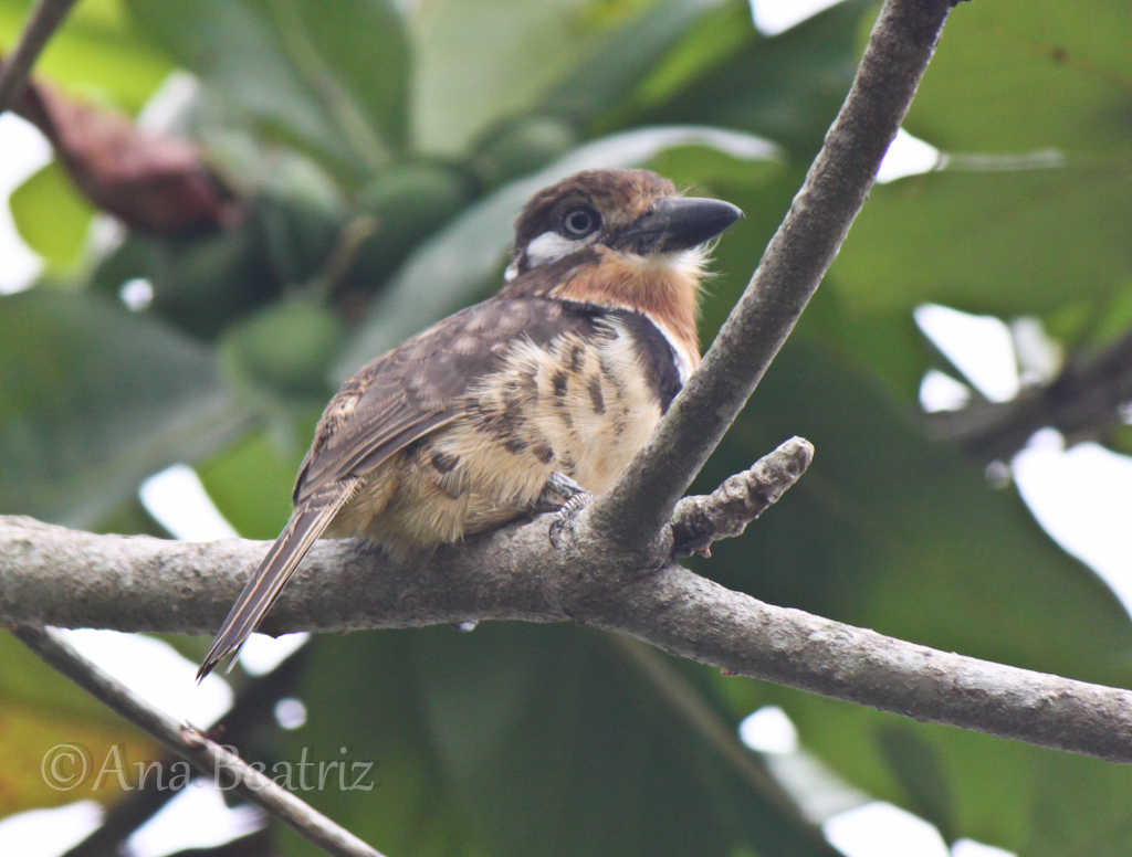 Aventura fotográfica: Bobito punteado, Coludo, Tol o Buco bobito ...