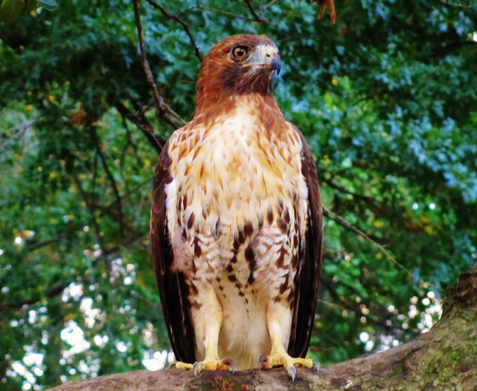 EV Grieve: Hawk eyes