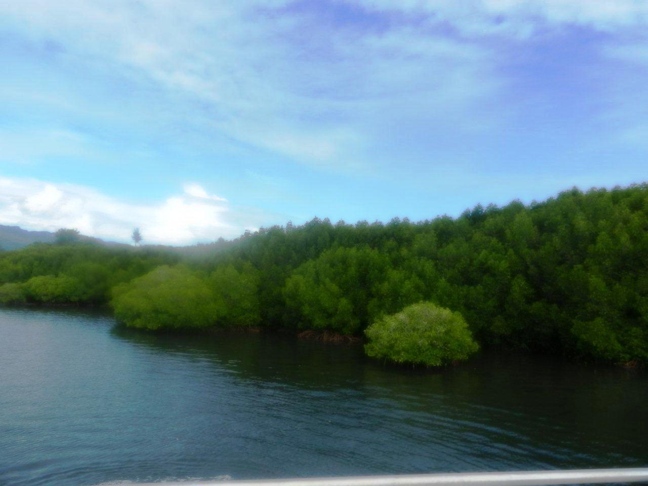 Malum Nalu: Mangroves of Bootless Bay