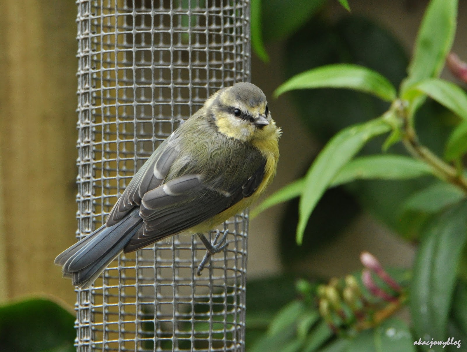 Modraszka zwyczajna czyli sikora modra. | A k a c j o w y B l o g - w ...