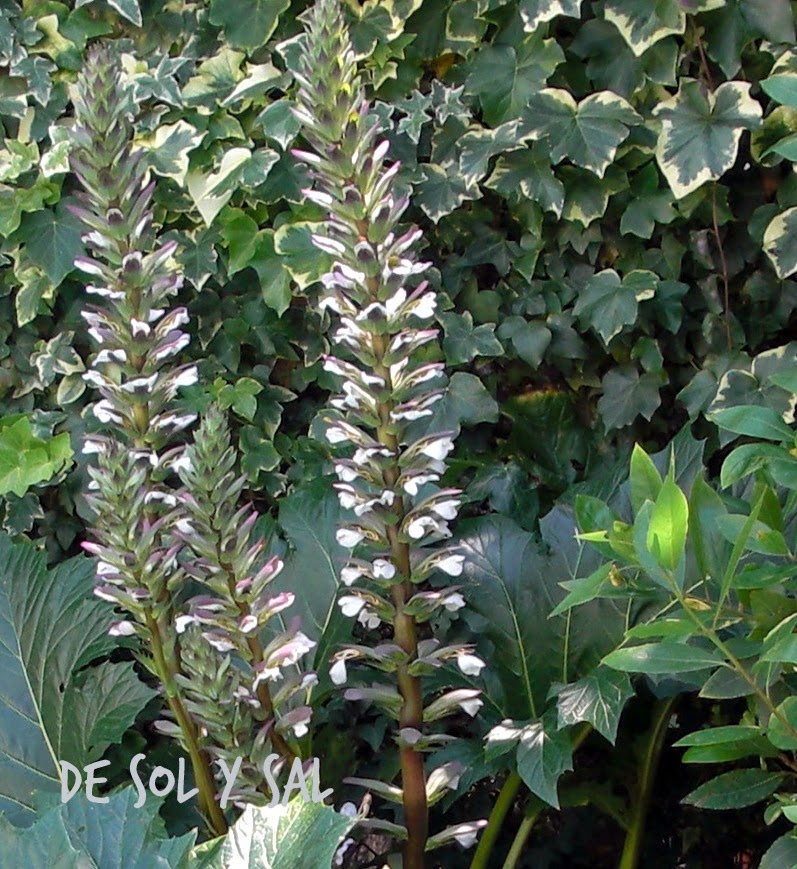 De sol y sal: Acanto, acantus mollis