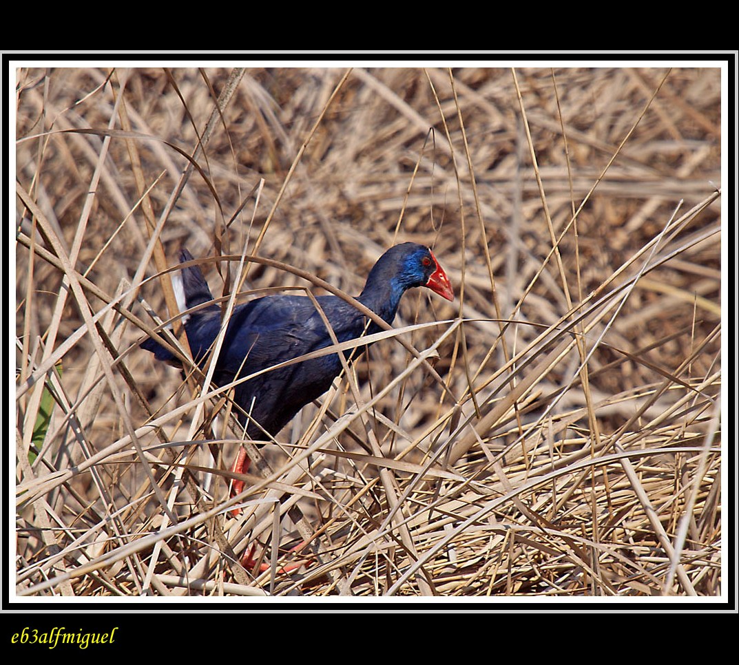 MIS AMIGAS LAS AVES: Calamón común (Porphyrio porphyrio)