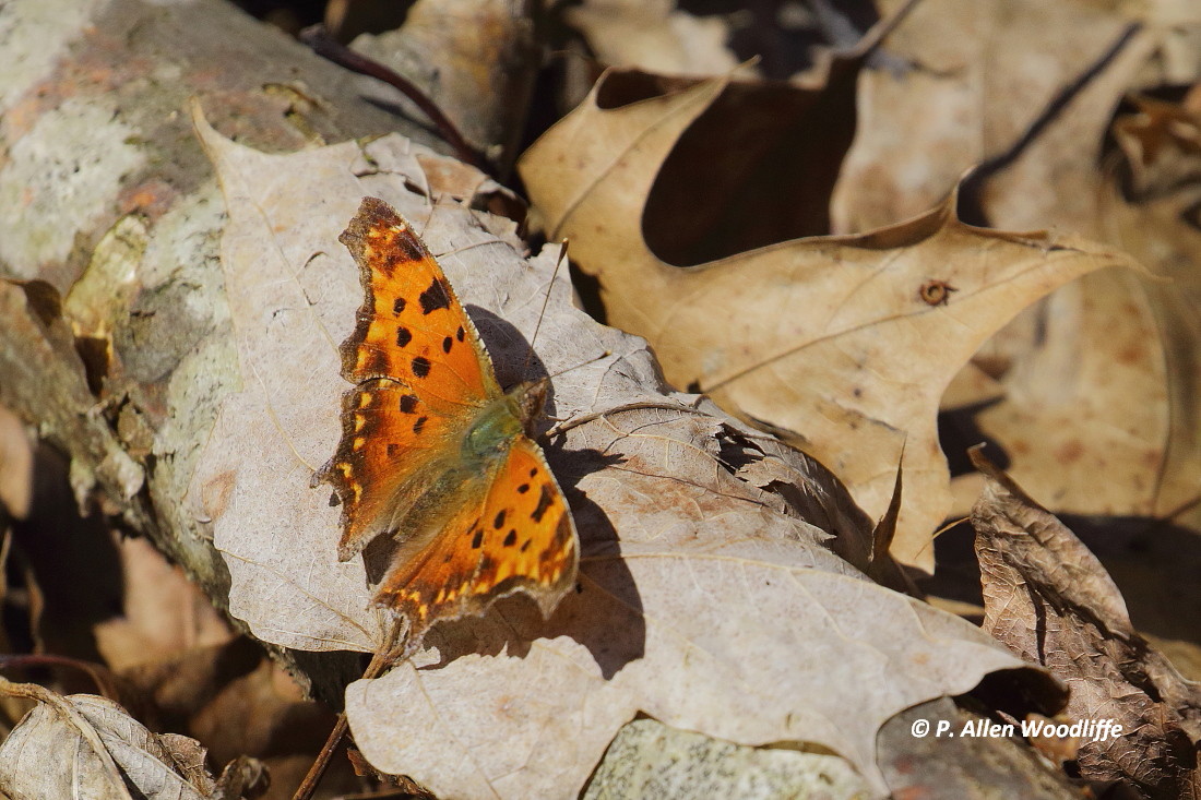 Nature Nuggets: February butterflies!