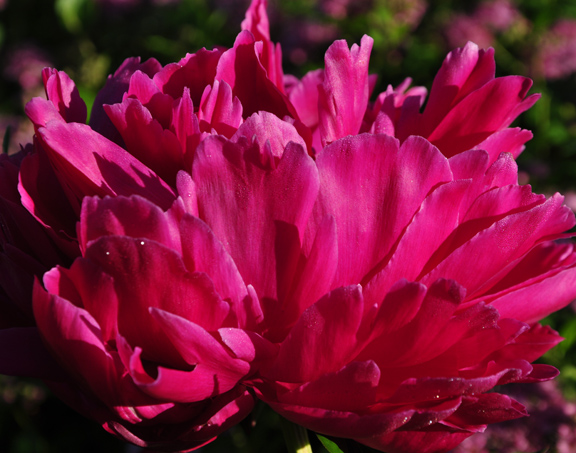 Three Dogs in a Garden: A Walled Garden of Peonies & Roses