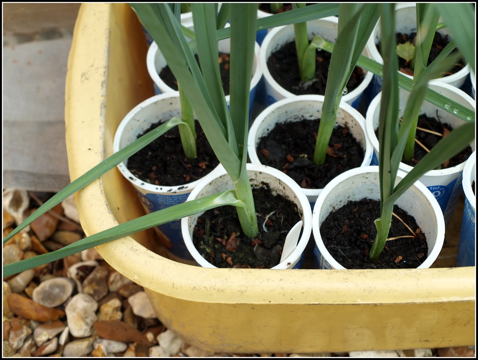 Mark's Veg Plot: What's new?