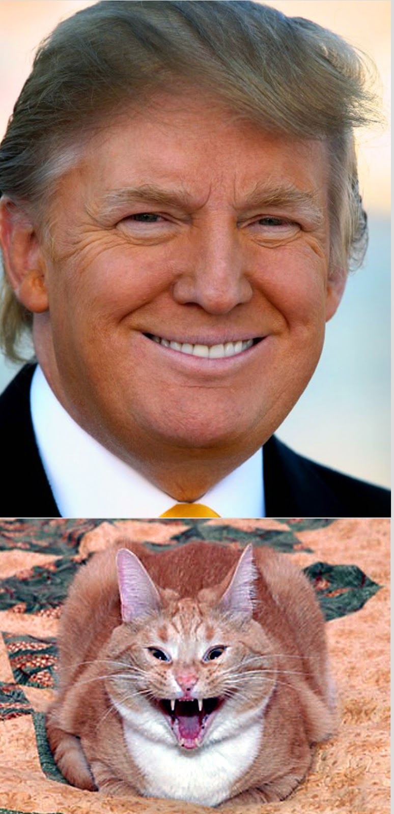 The Glass Character: Cats that look like Donald Trump
