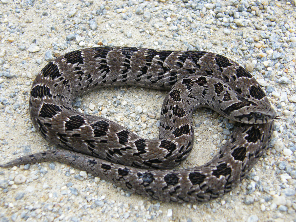 Animal Pictures: Rhombic Night Adder
