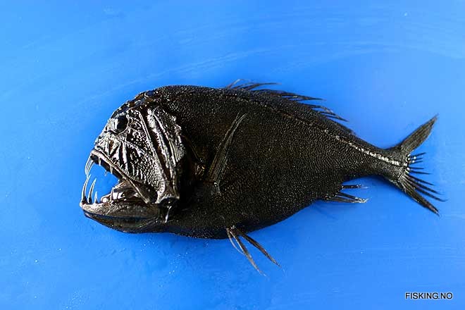 Dypvannsfisk er stygge - FISKING.NO - Alt om fiske